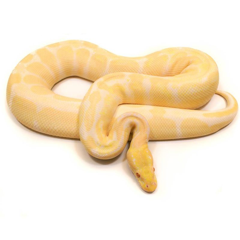 Albino Ball Python Proven | Adult Male For Sale UK - Serpentia