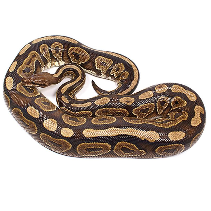 Cinnamon Proven Adult Female Ball Python - Serpentia