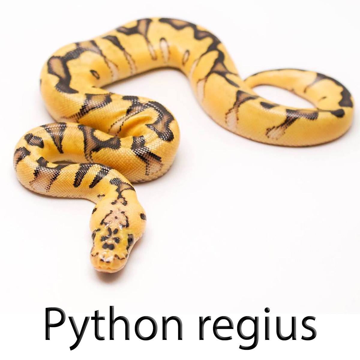 Available Ball Python - Python regius - UK Captive Bred - from Serpentia