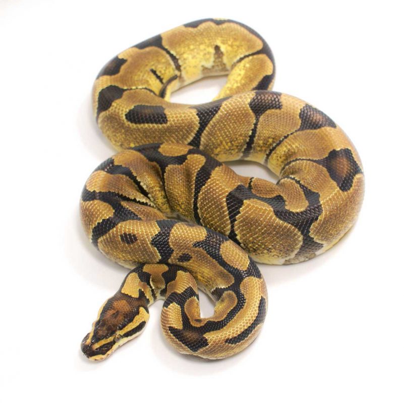 Enchi Lesser Clown Ball Python For Sale, 2018 Male - Serpentia