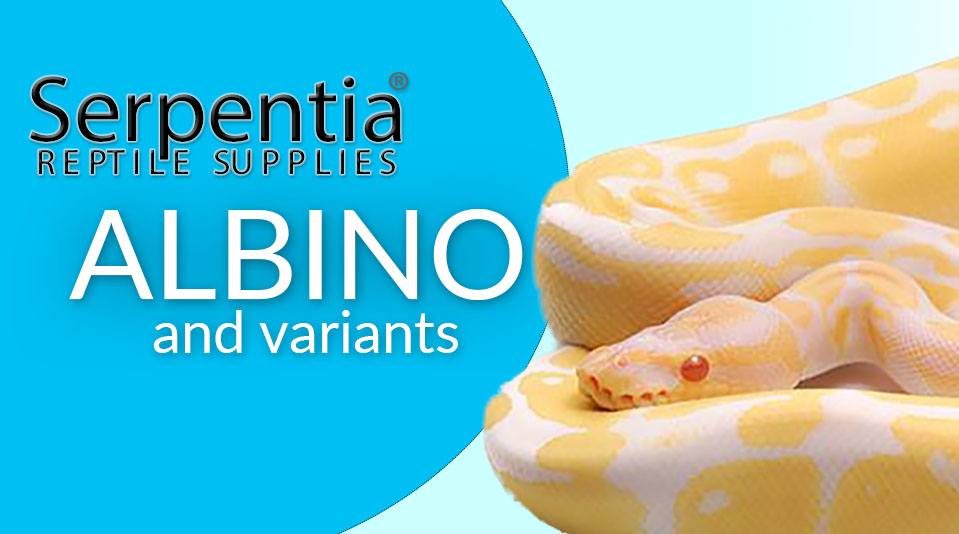 Available Albino Ball Pythons - Python regius - from Serpentia