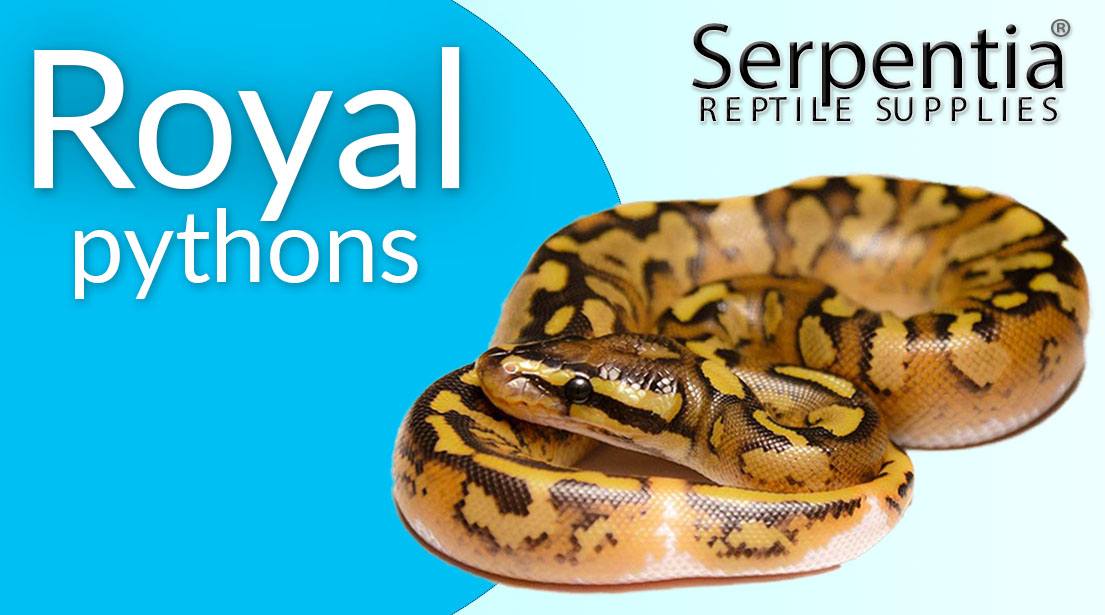 Available Ball Python - Python regius - UK Captive Bred - from Serpentia