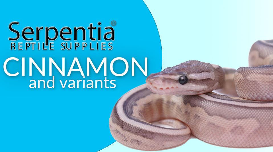 Available Cinnamon Ball Pythons - Python regius - from Serpentia