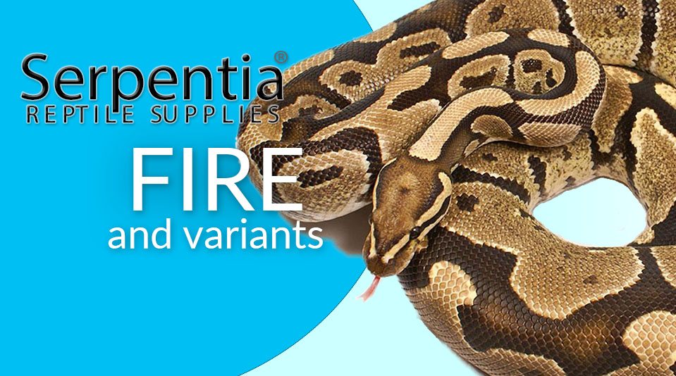 Available Fire Ball Pythons - Python regius - from Serpentia