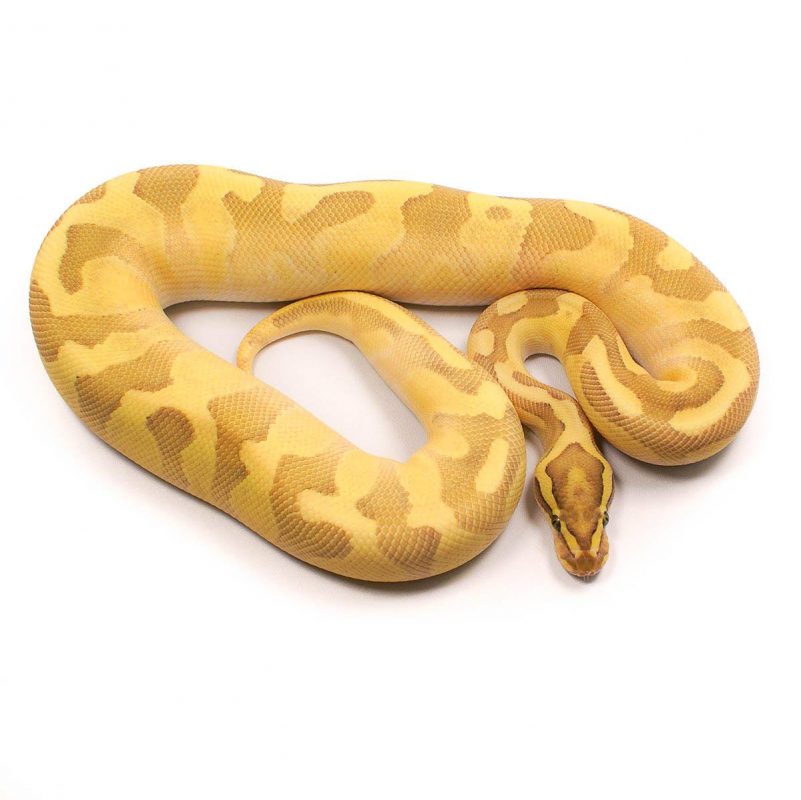 Enchi Lesser Fire Ball Python, 2018 male - Serpentia