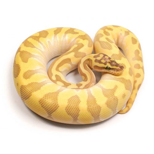 Nuclear Super Enchi Ball Python, 2018 Female - Serpentia
