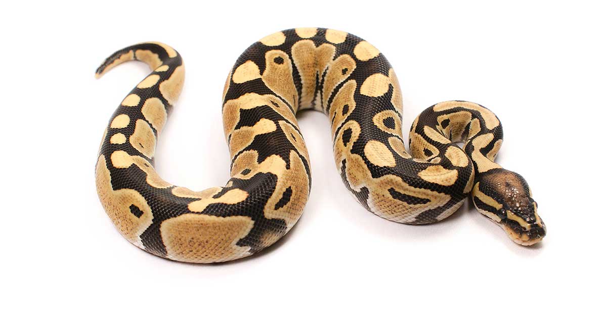 Desert Ghost Ball Python, 2018 male | Bell Line Desert Ghost - Serpentia