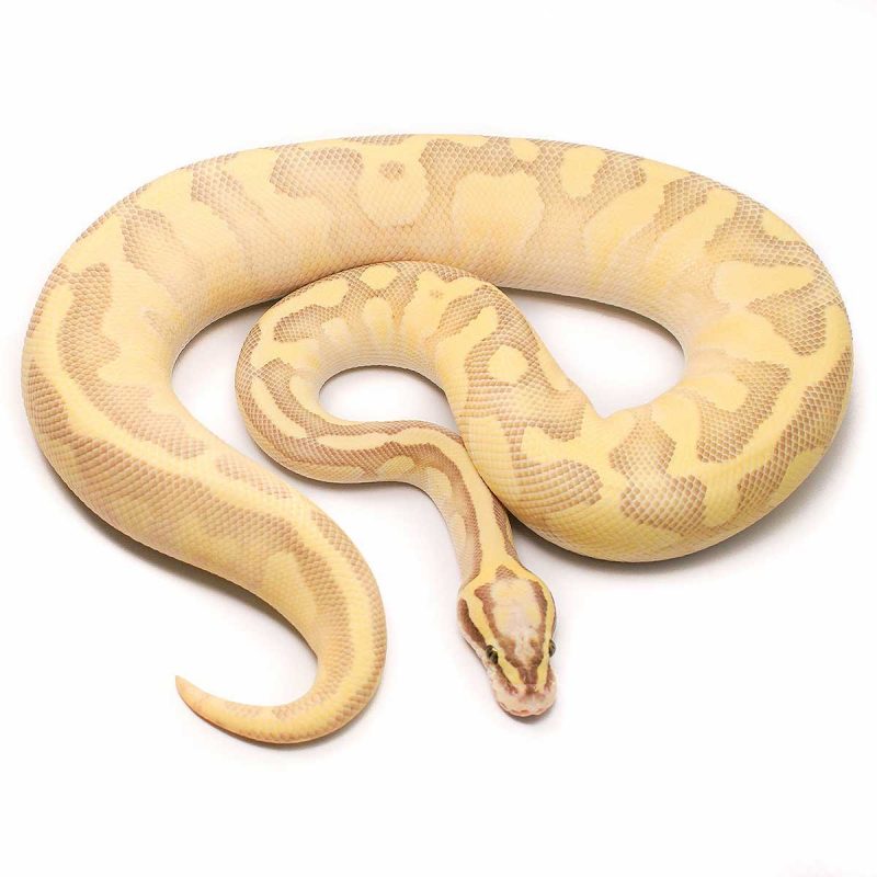 Fire Enchi Lesser Pastel Ball Python, 2018 male - Serpentia