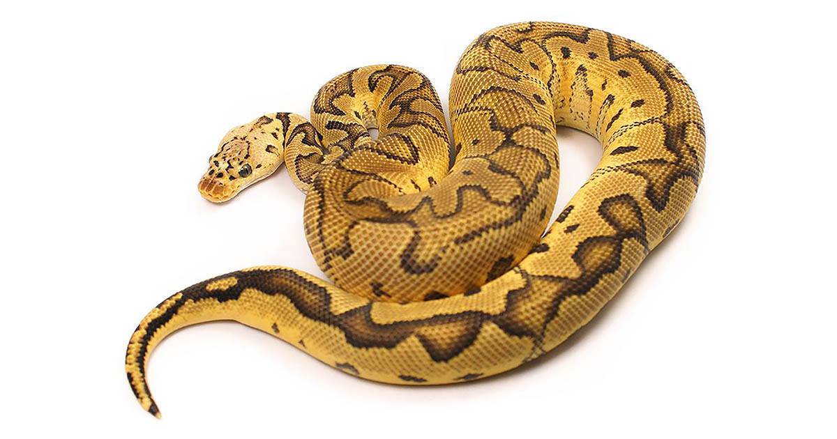 Toffee Ball Python For Sale, 2017 Female - Serpentia