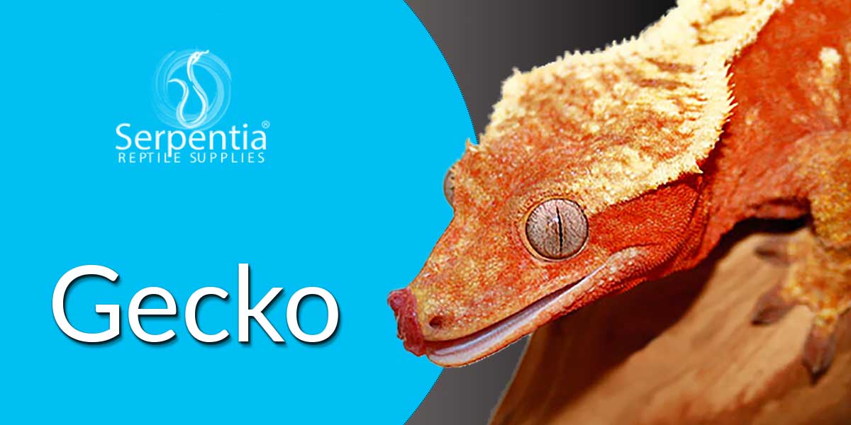Crested Gecko Foods, Vitamins and Supplements - Serpentia