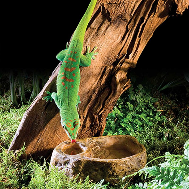 Exo Terra Gecko Dish, 2-In-1 Water & Food Dish - Serpentia