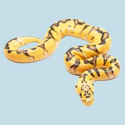 Royal Python Care Sheet (Ball Python) - Serpentia