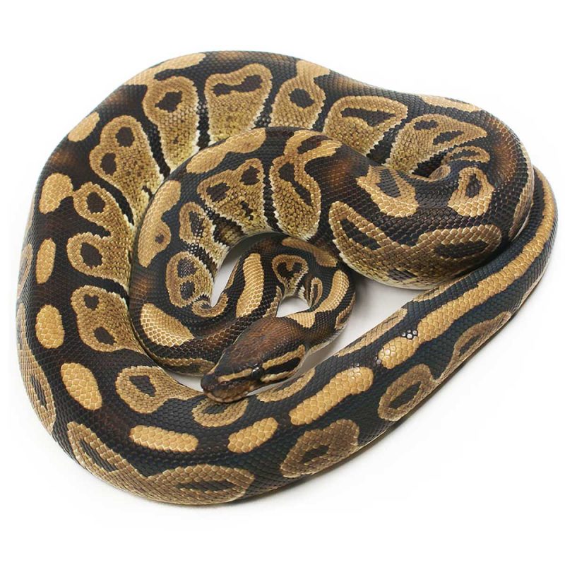 Firefly Ball Python Female | 1175g Female - Pastel Fire | - Serpentia