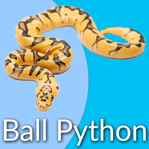 Available Ball Python - Python regius - UK Captive Bred - from Serpentia