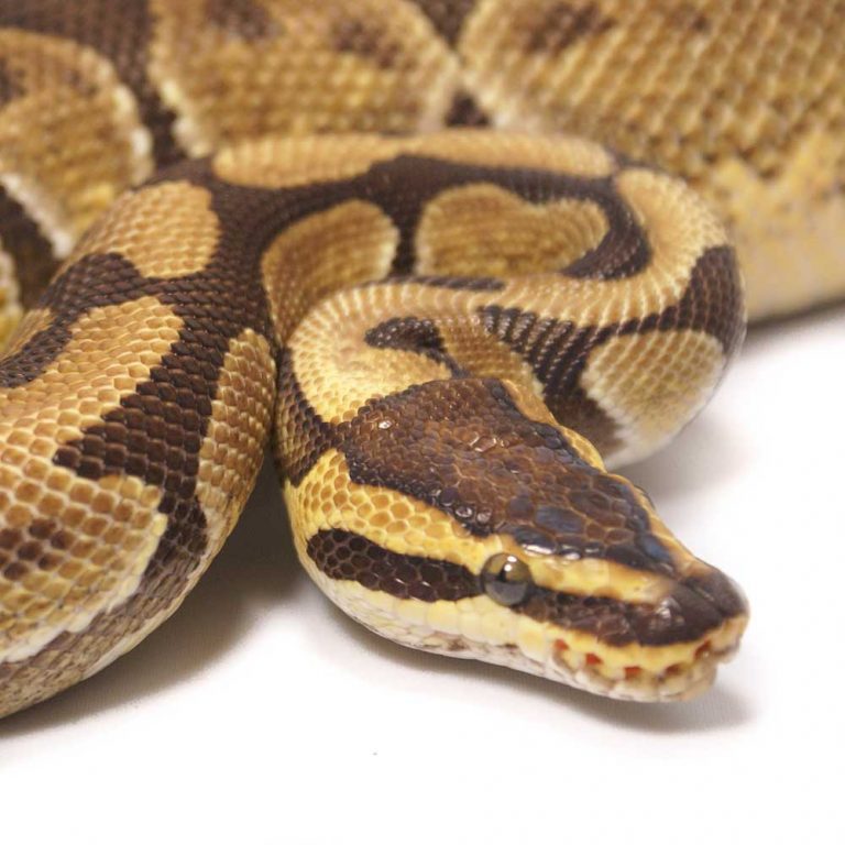 Enchi Het Clown Ball Python For Sale, 2018 Male - Serpentia