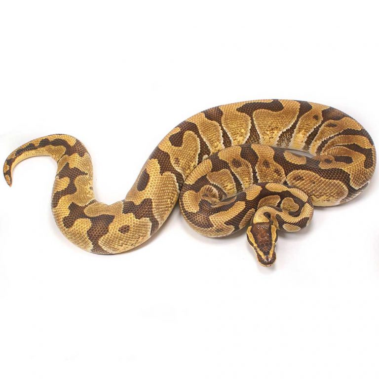 Enchi Het Clown Ball Python For Sale, 2018 Male - Serpentia