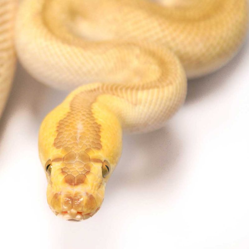 Enchi Lesser Clown Ball Python For Sale, 2018 Male - Serpentia