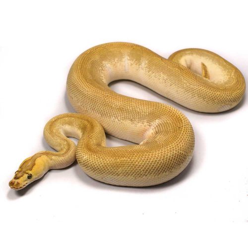 Enchi Lesser Clown Ball Python For Sale, 2018 Male - Serpentia