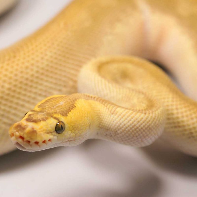 Enchi Lesser Clown Ball Python For Sale, 2018 Male - Serpentia