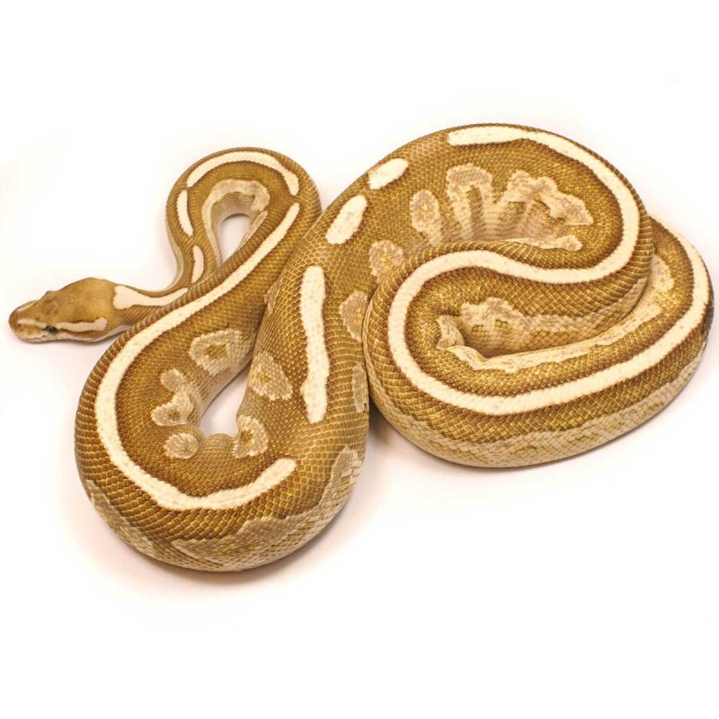Lithium Fire Ball Python | Adult Male | Paradox Marking - Serpentia