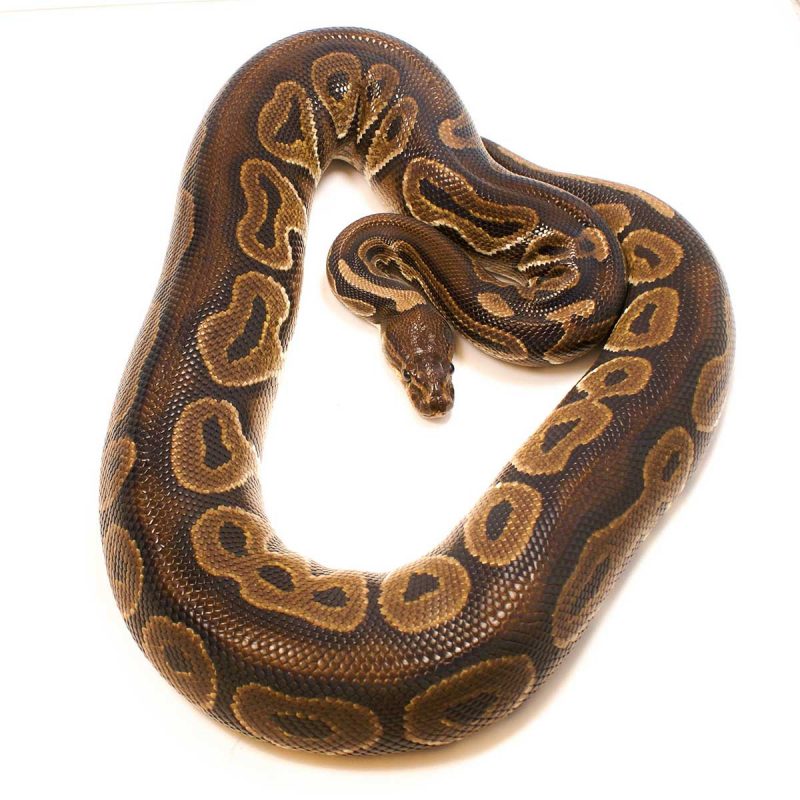 Cinnamon Proven Adult Female Ball Python - Serpentia