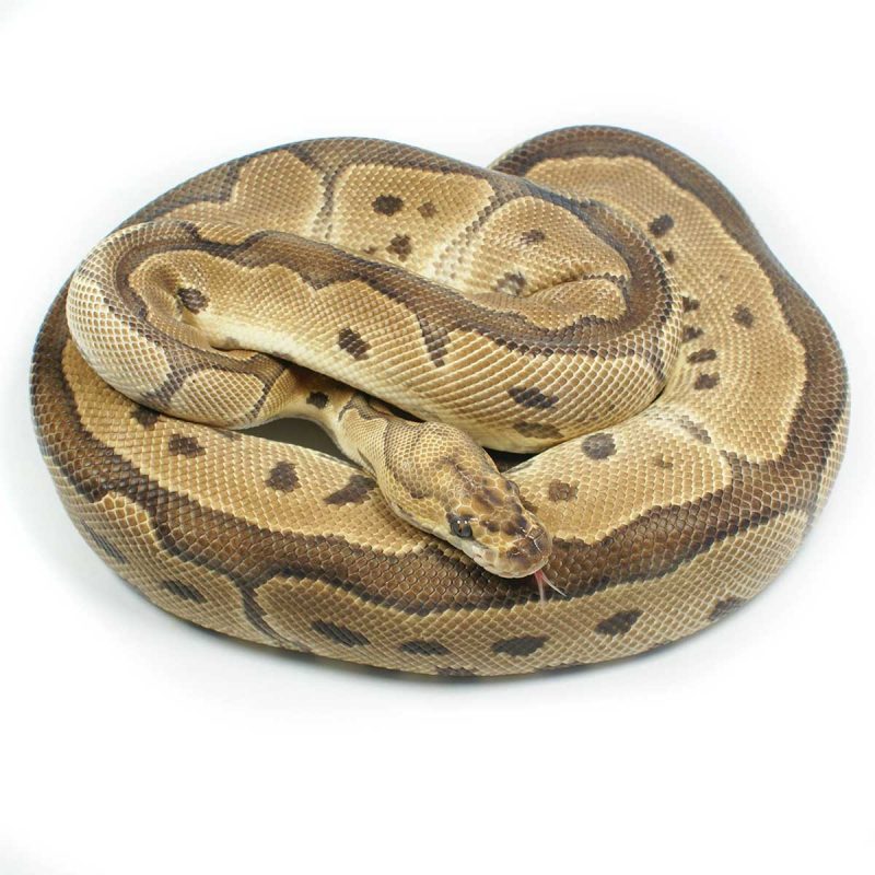 Clown Ball Python | Adult Female | GE Line Clown - Serpentia