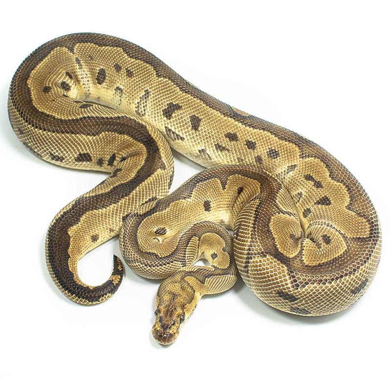 Albino Ball Python Proven | Adult Male For Sale UK - Serpentia