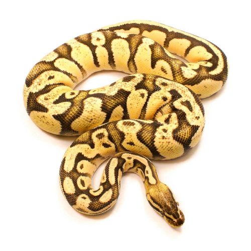 Firefly Ball Python Female | 1175g Female - Pastel Fire | - Serpentia