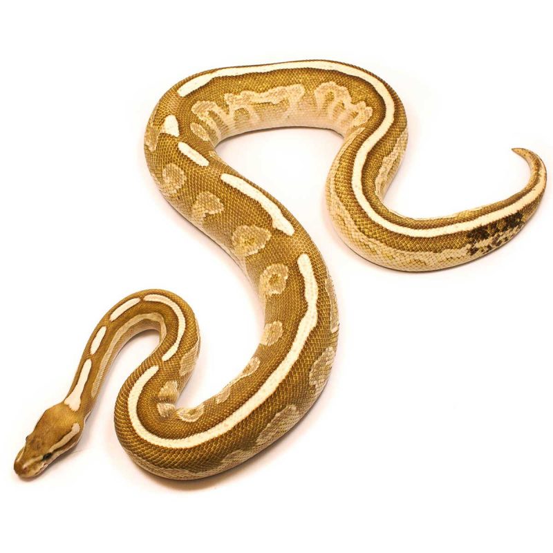 Lithium Fire Ball Python | Adult Male | Paradox Marking - Serpentia