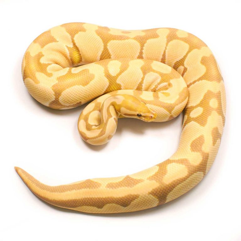 Toffee Ball Python For Sale | 2014 Adult Female - Serpentia