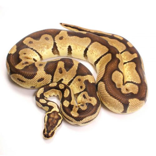 Enchi Pastel Ball Python For Sale | Adult Male - Serpentia