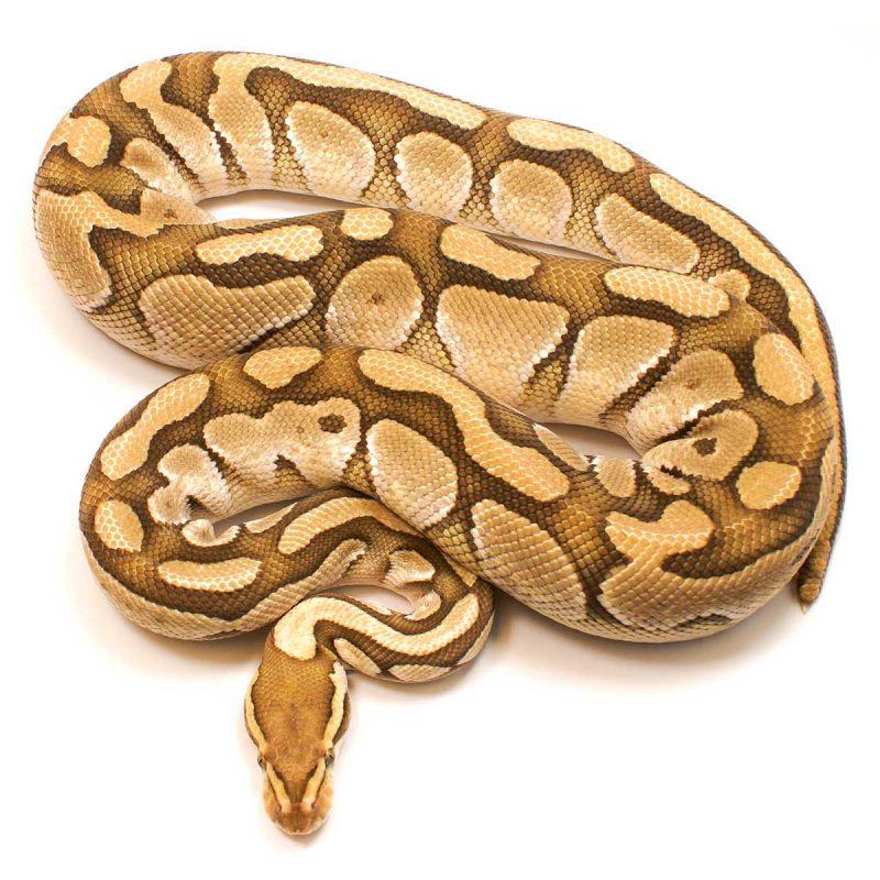 Lesser Het Clown Ball Python For Sale, 2014 Male - Serpentia