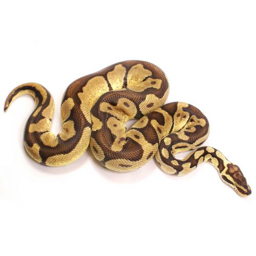 Enchi Pastel Ball Python For Sale | Adult Male - Serpentia
