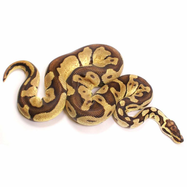 Enchi Pastel Ball Python For Sale | Adult Male - Serpentia