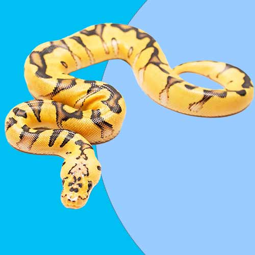 Available Ball Python - Python regius | UK Captive Bred | from Serpentia