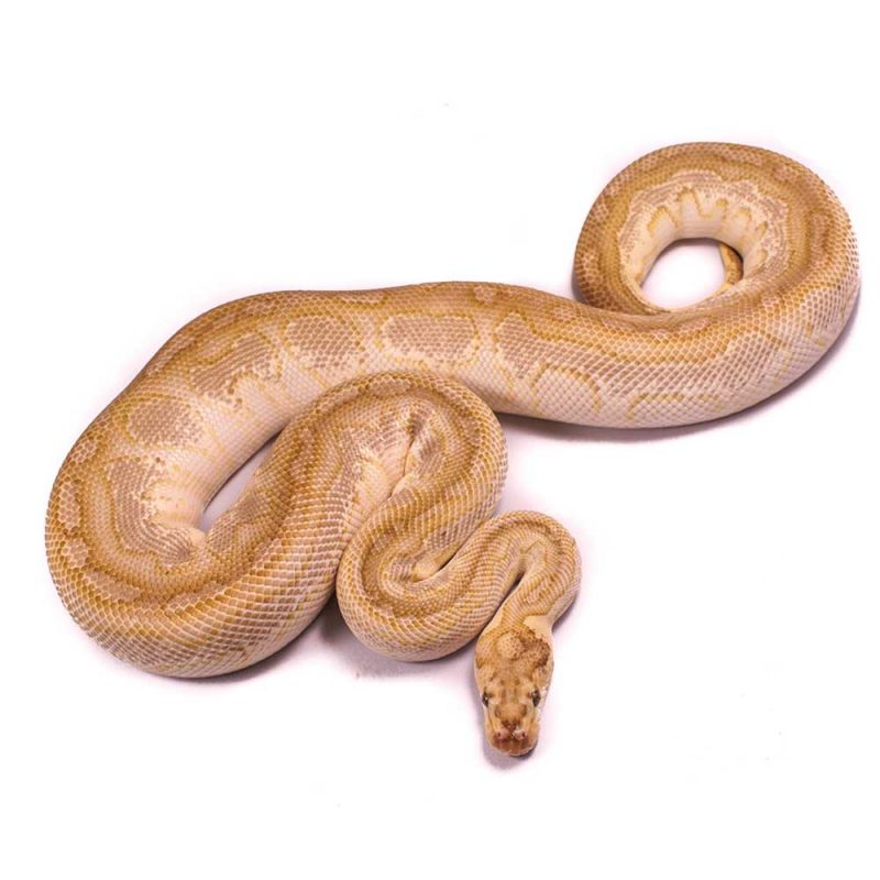 Butter Clown Ball Python, 2017 Male | GE Line Clown - Serpentia