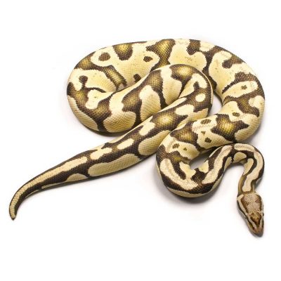 Pastel Desert Ghost Ball Python For Sale, Adult Male - Serpentia