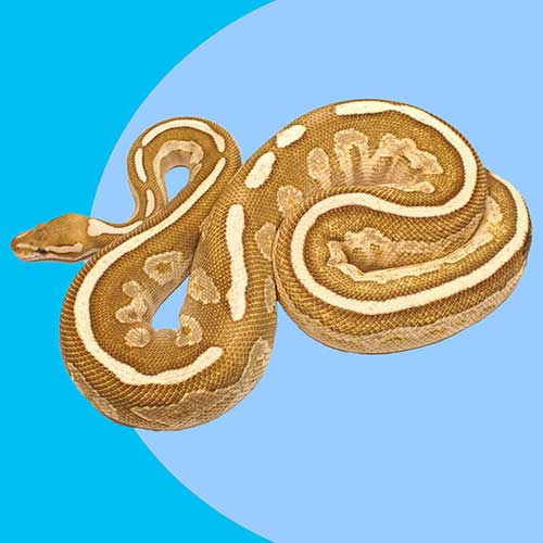 Available Cinnamon Ball Pythons - Python regius - from Serpentia