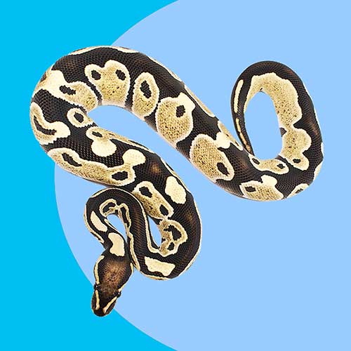 Desert Ghost - Serpentia