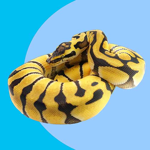 Available Enchi Ball Pythons - Python regius - from Serpentia