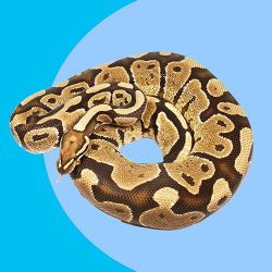 Available Ball Python - Python regius - UK Captive Bred - from Serpentia