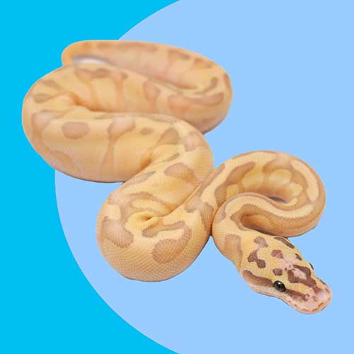 Available Ball Python - Python regius - UK Captive Bred - from Serpentia