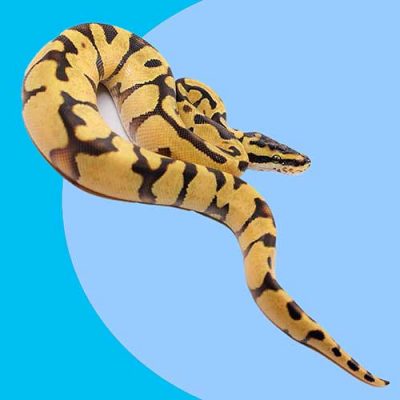 Available Ball Python - Python regius - UK Captive Bred - from Serpentia